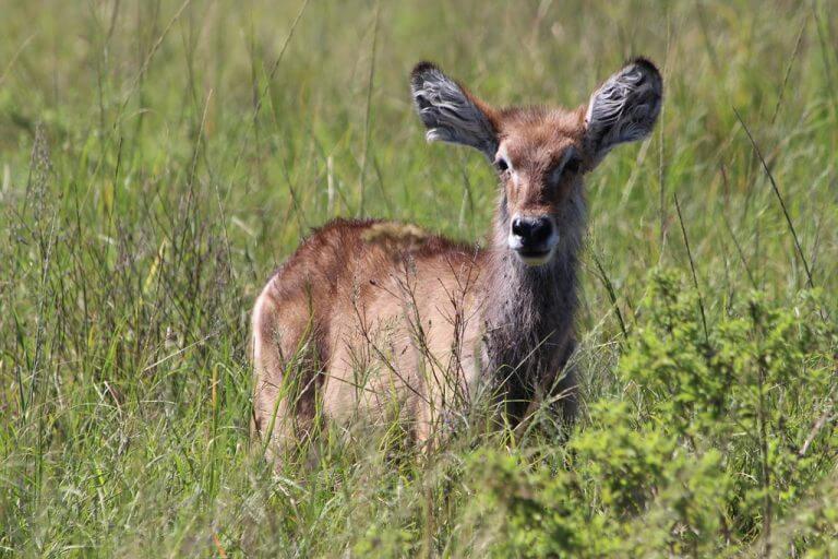 Discover Tala Game Reserve: Wildlife & Serenity - Game Reserves SA